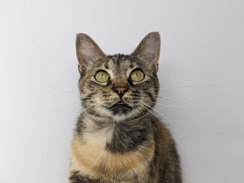 Multi-Cat Household Resource — HAWS