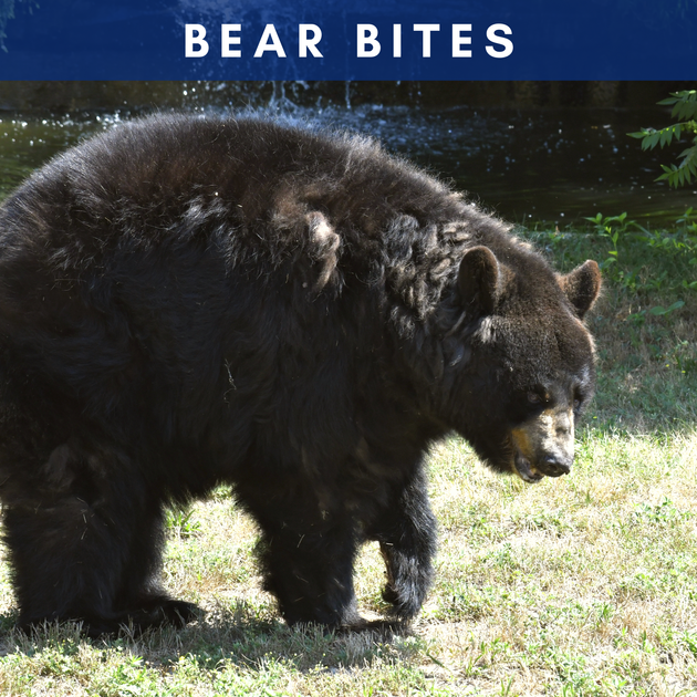 Bear Bites — Donate Today!