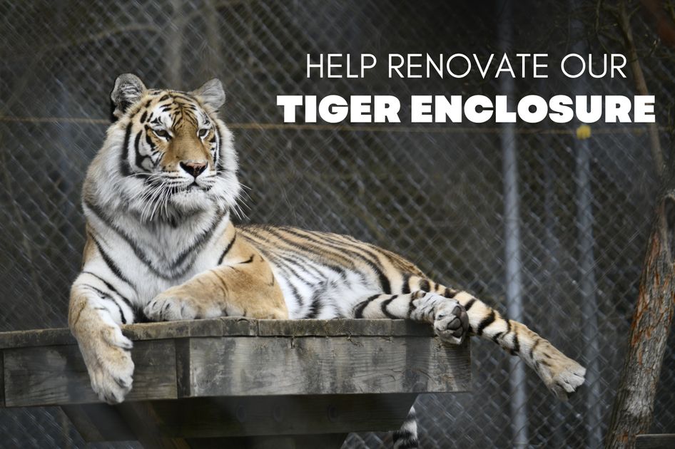 Tiger Habitat Renovations — Donate Today!
