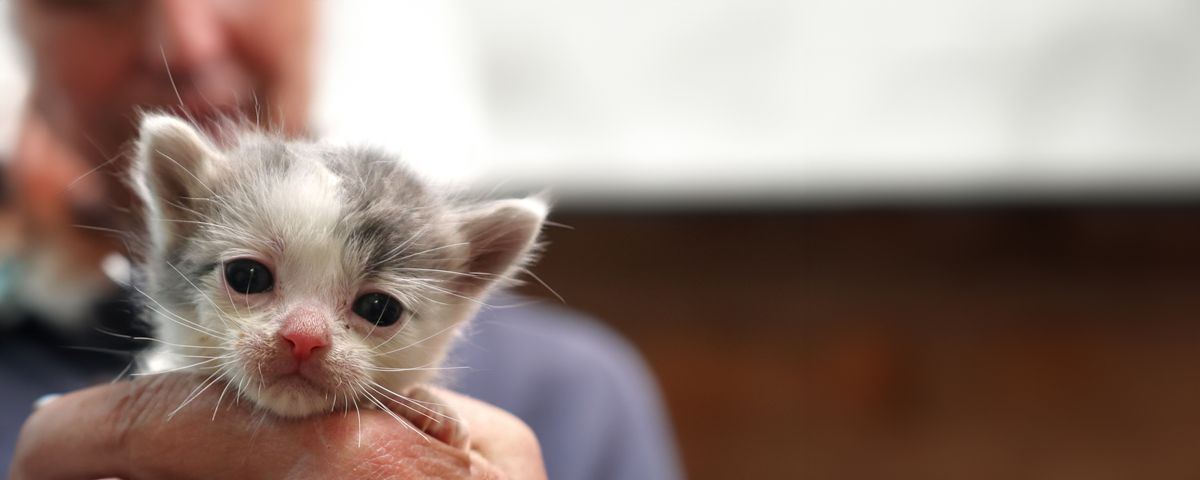 TNVR Program for Outdoor Cats — Donate Today!