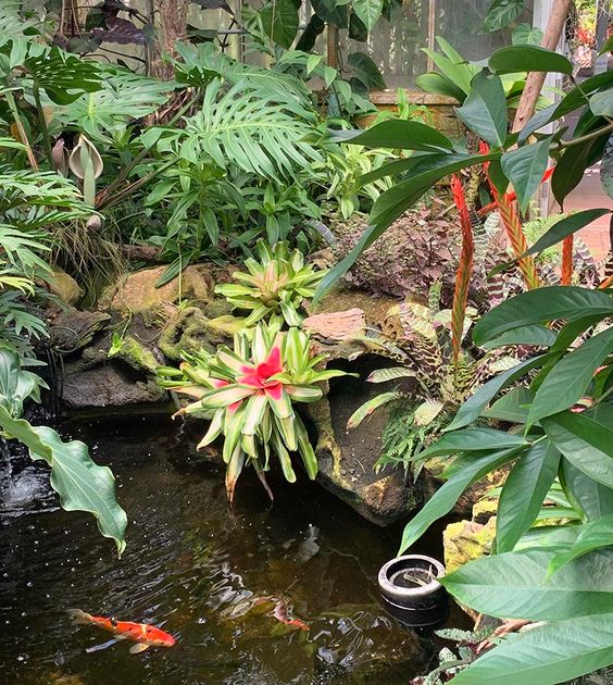 Tour of the Tropical Conservatory — Sherman Library & Gardens