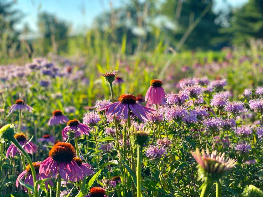 Home | Illinois Conservation Foundation
