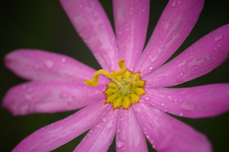 Become a Member — Florida Wildflower Foundation